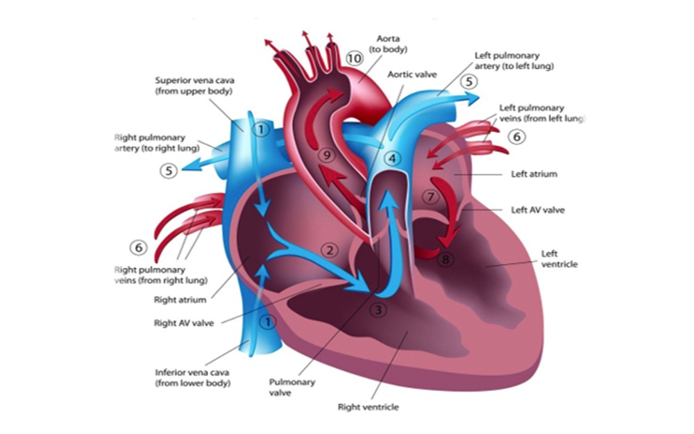 Cardiopulmonary Interactions CHOP OPEN