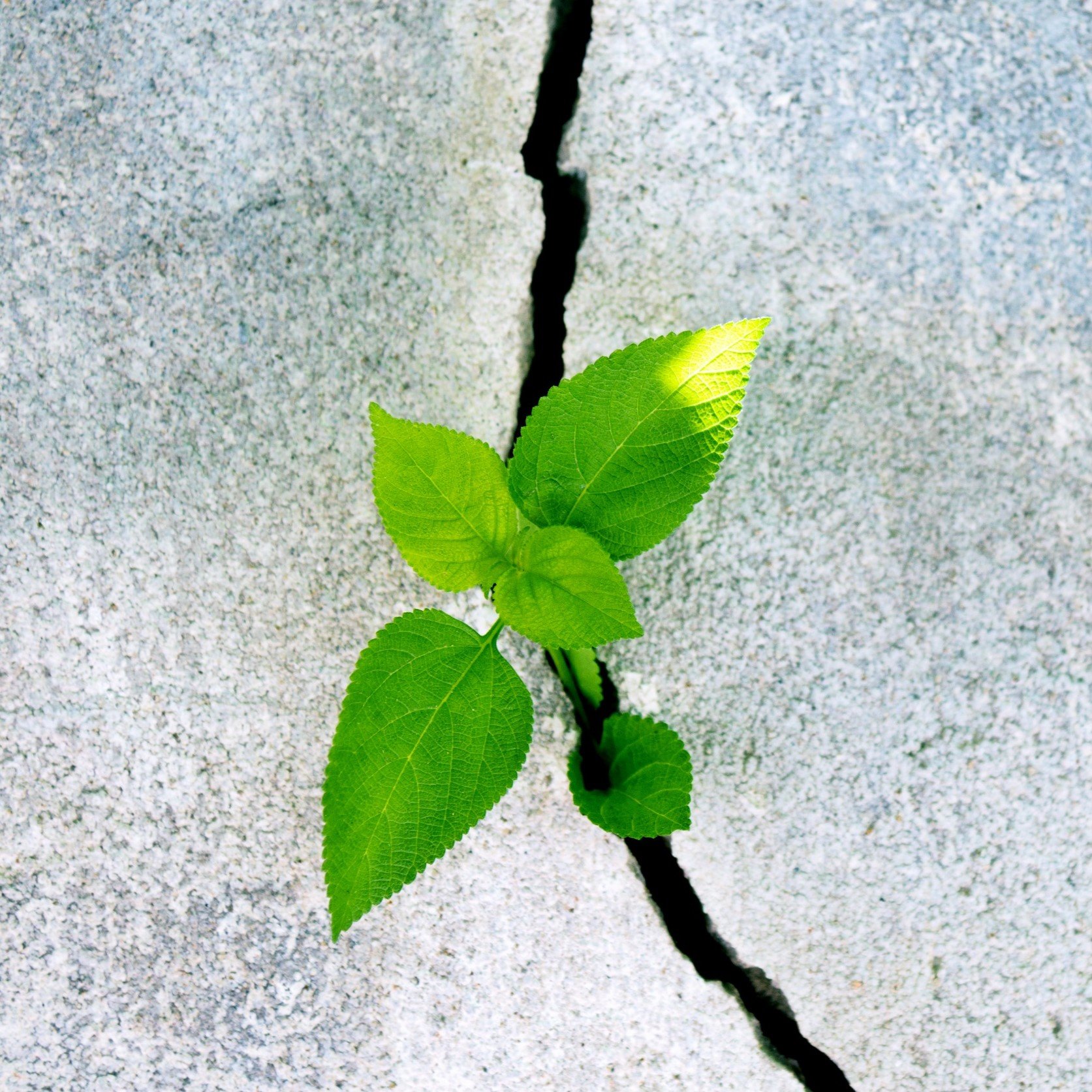 The Role of a Trauma Informed Approach to Leadership - CHOP OPEN